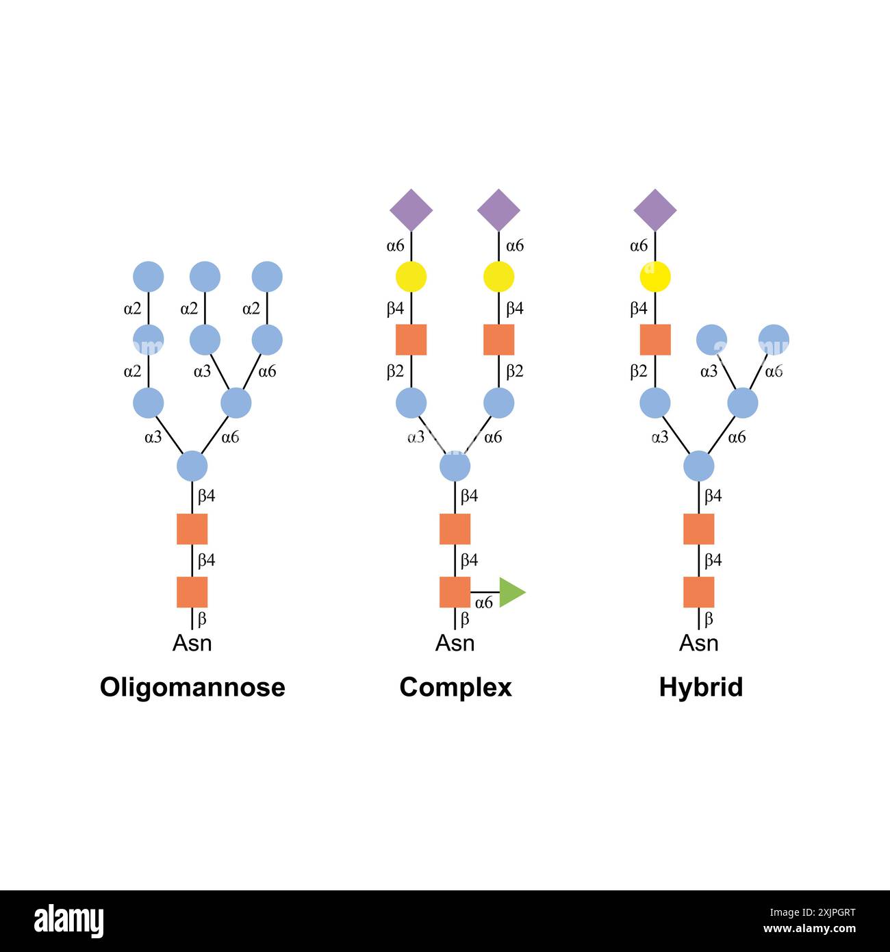 N glycan types, illustration Stock Photo - Alamy