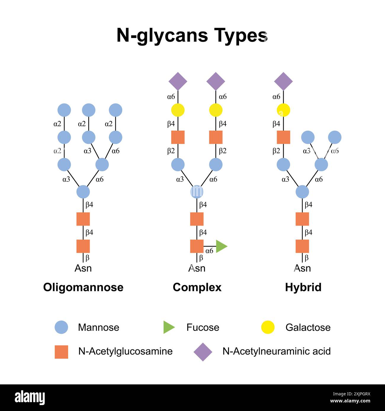Glycan structure hi-res stock photography and images - Alamy