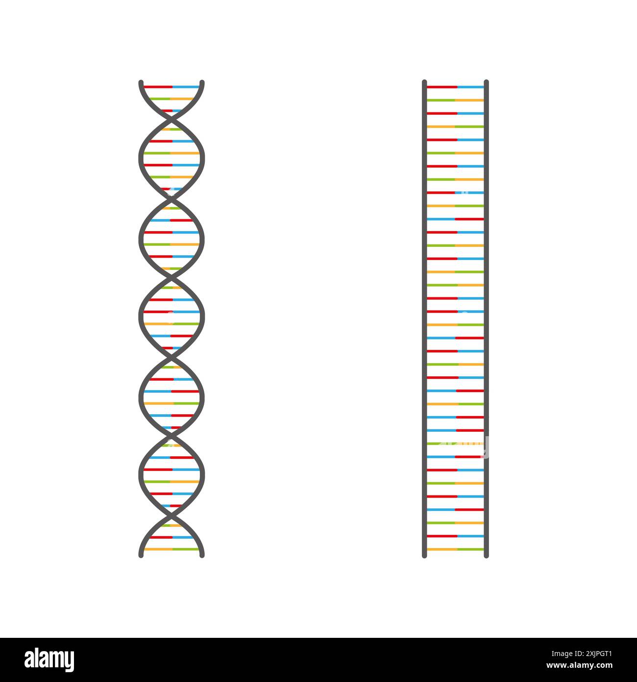 Double helical structure dna strand Cut Out Stock Images & Pictures - Alamy