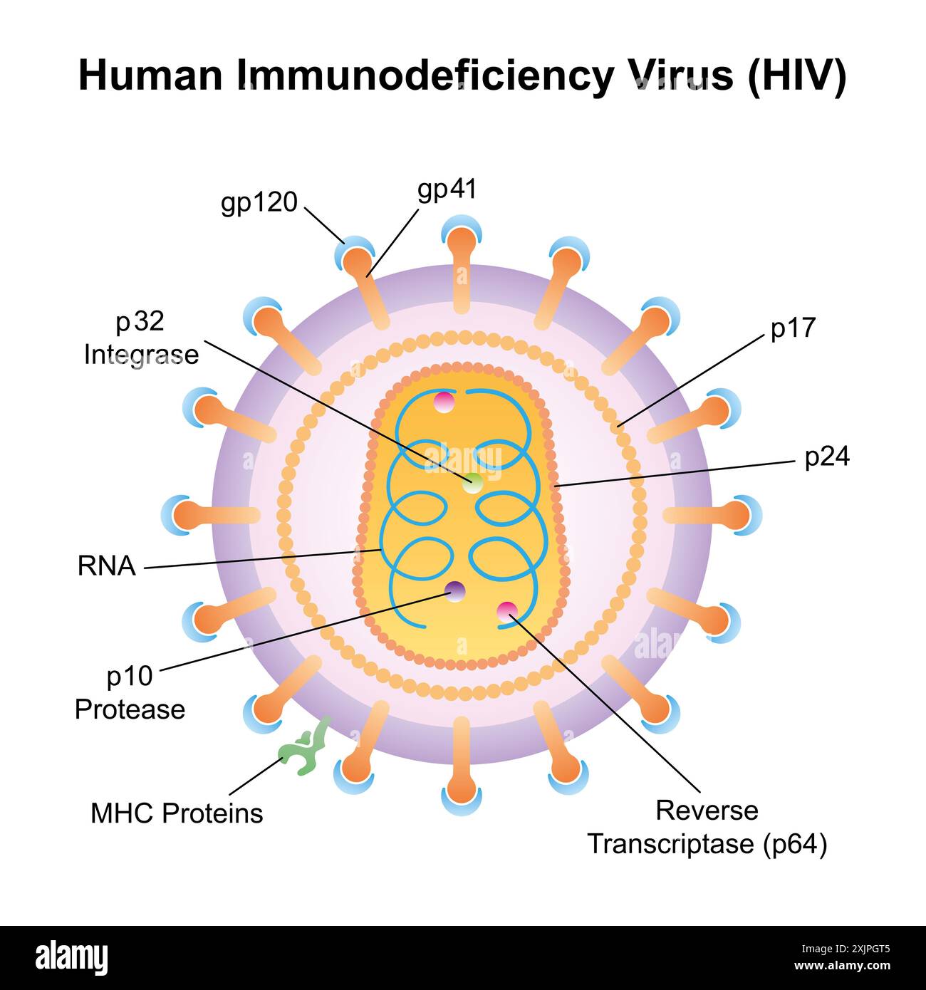 Structure of hiv hi-res stock photography and images - Alamy