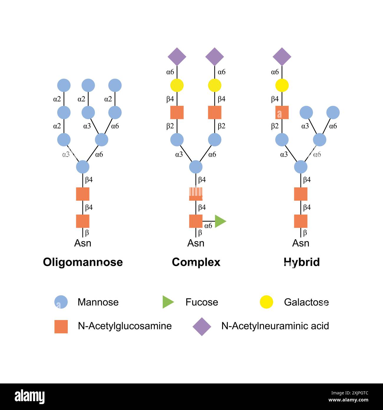N glycan types, illustration Stock Photo - Alamy
