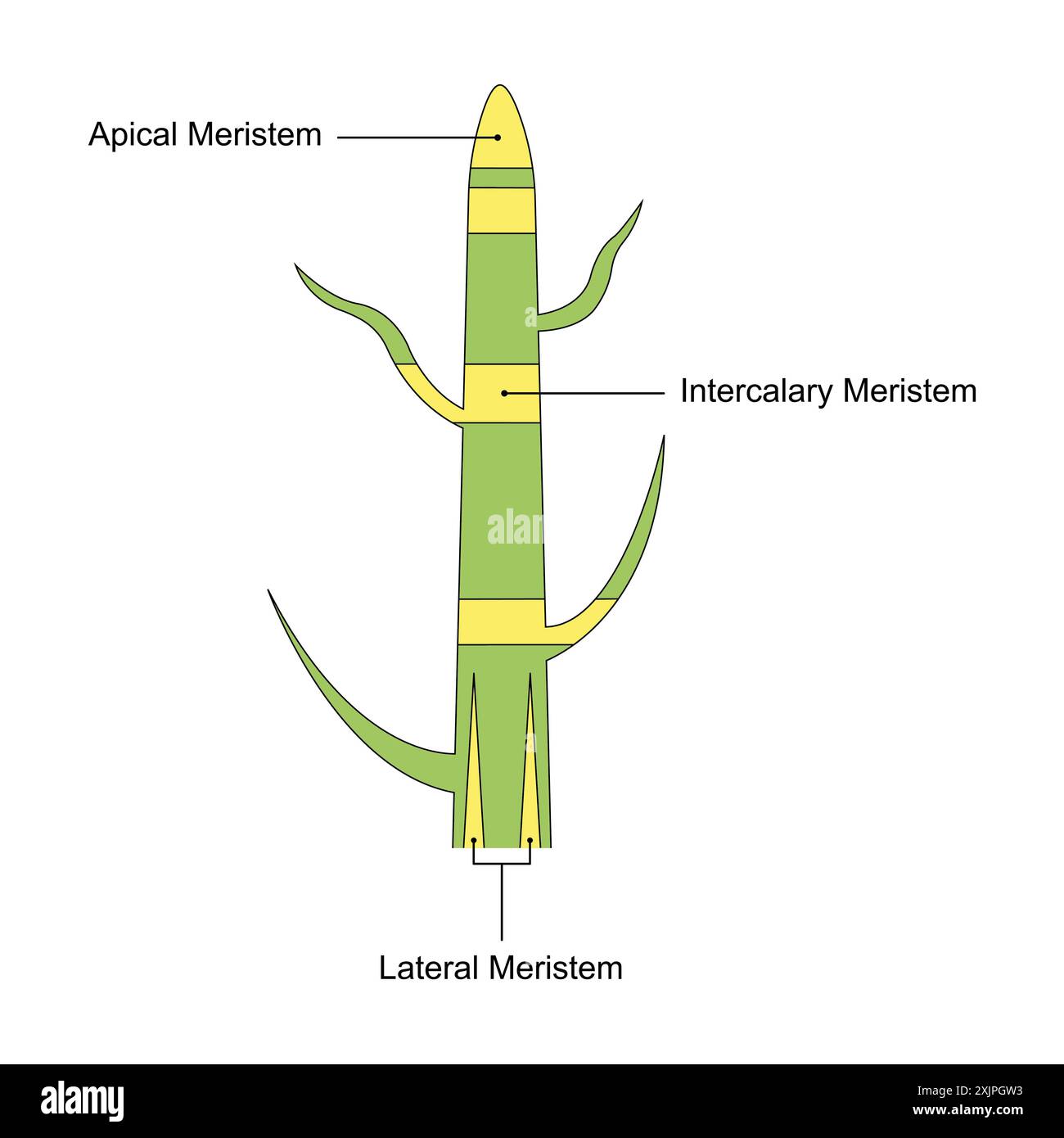 Meristem structure, illustration Stock Photo - Alamy