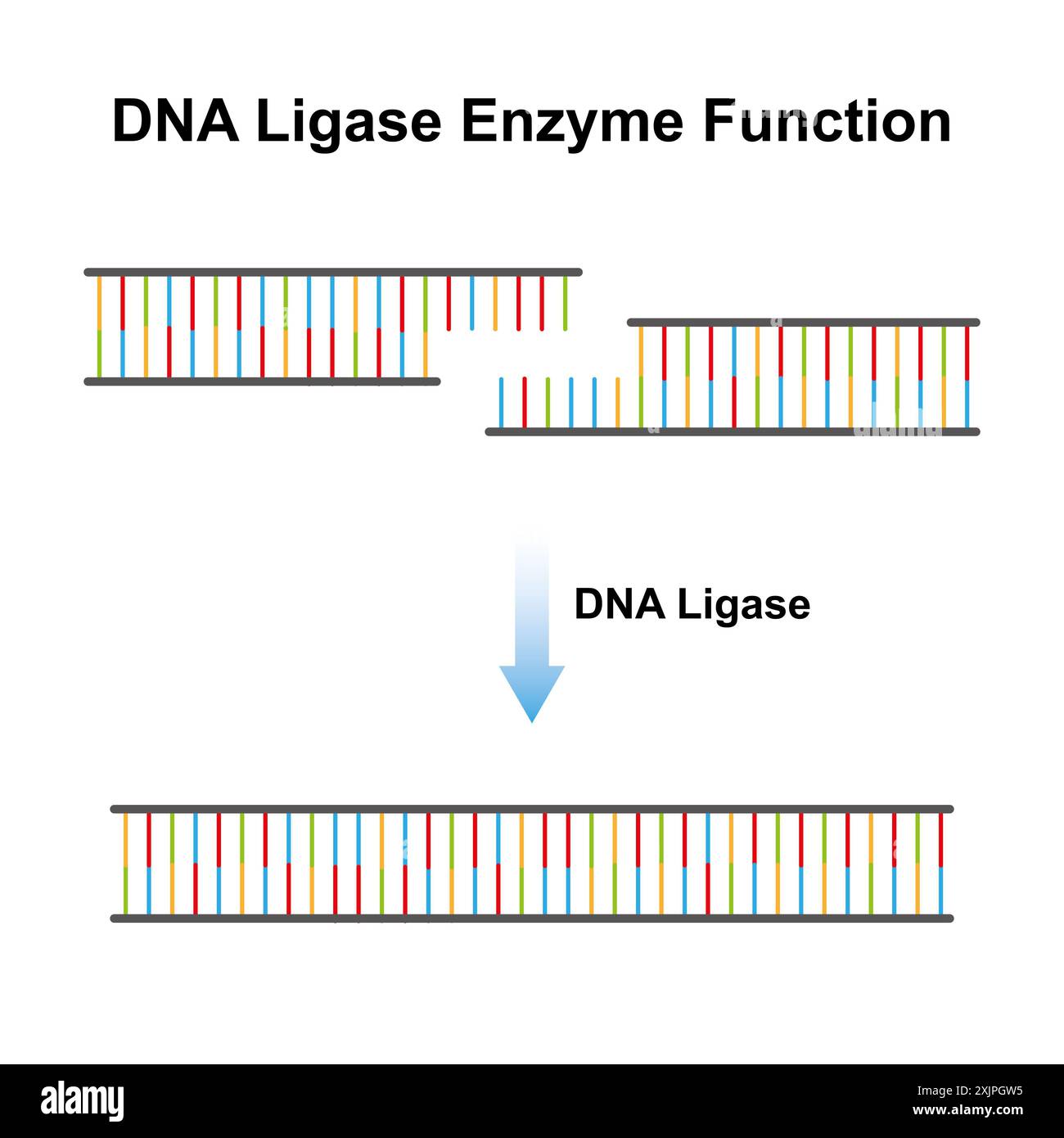 DNA (deoxyribonucleic acid) ligase enzyme function, illustration Stock ...