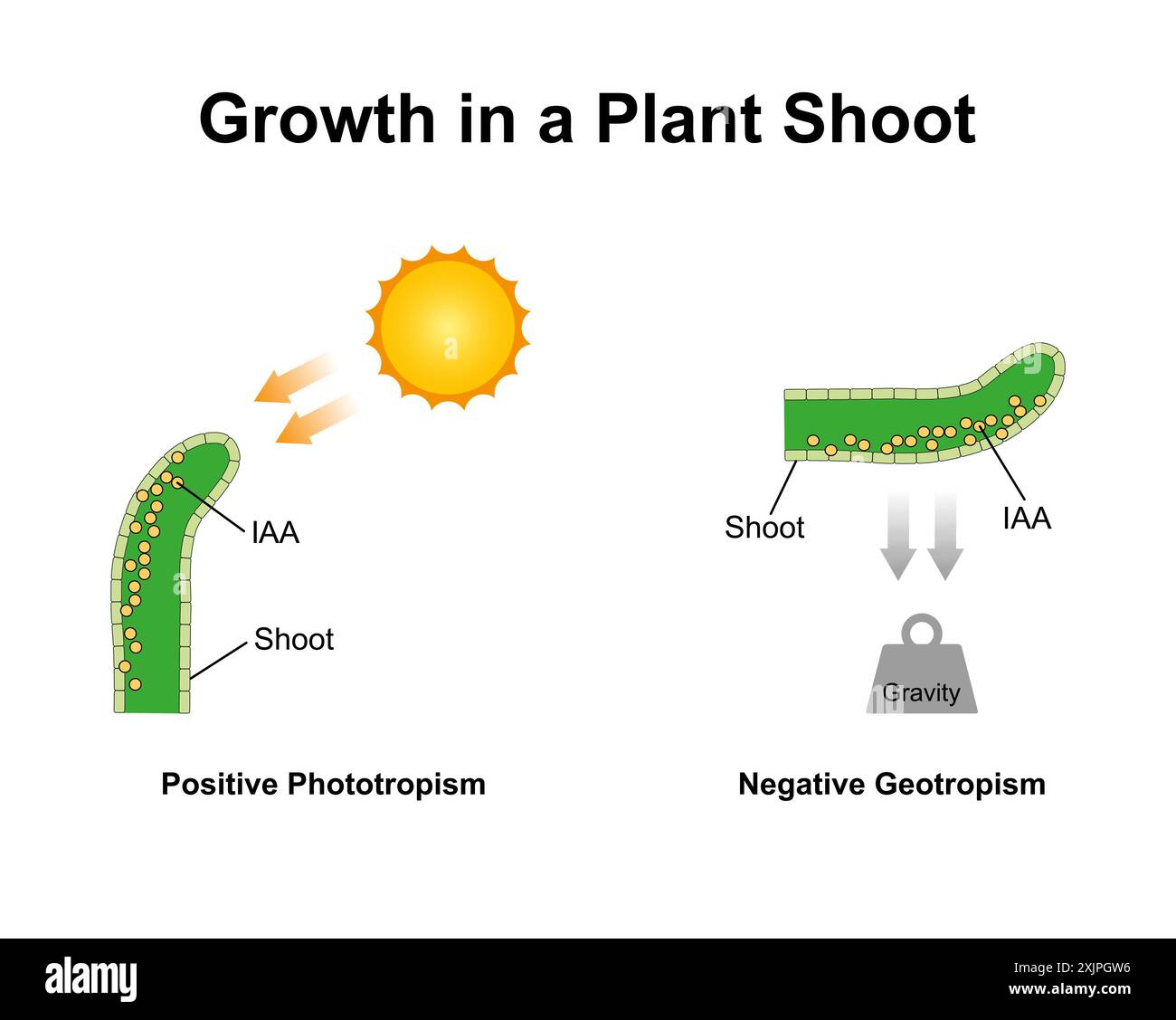 Growth in a plant shoot, illustration Stock Photo - Alamy