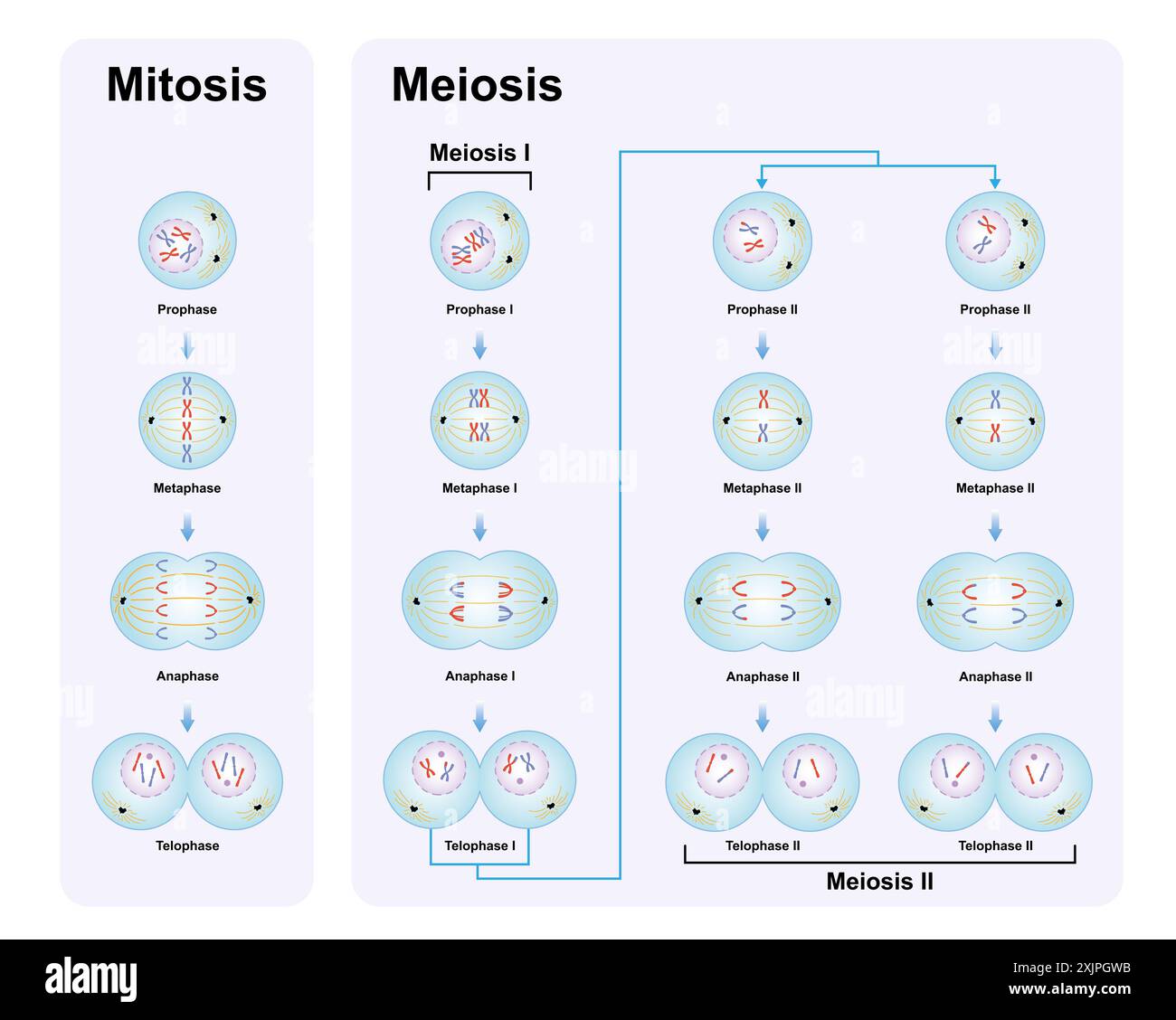 Diagram Of Mitosis And Meiosis Mitosis Vs Meiosis