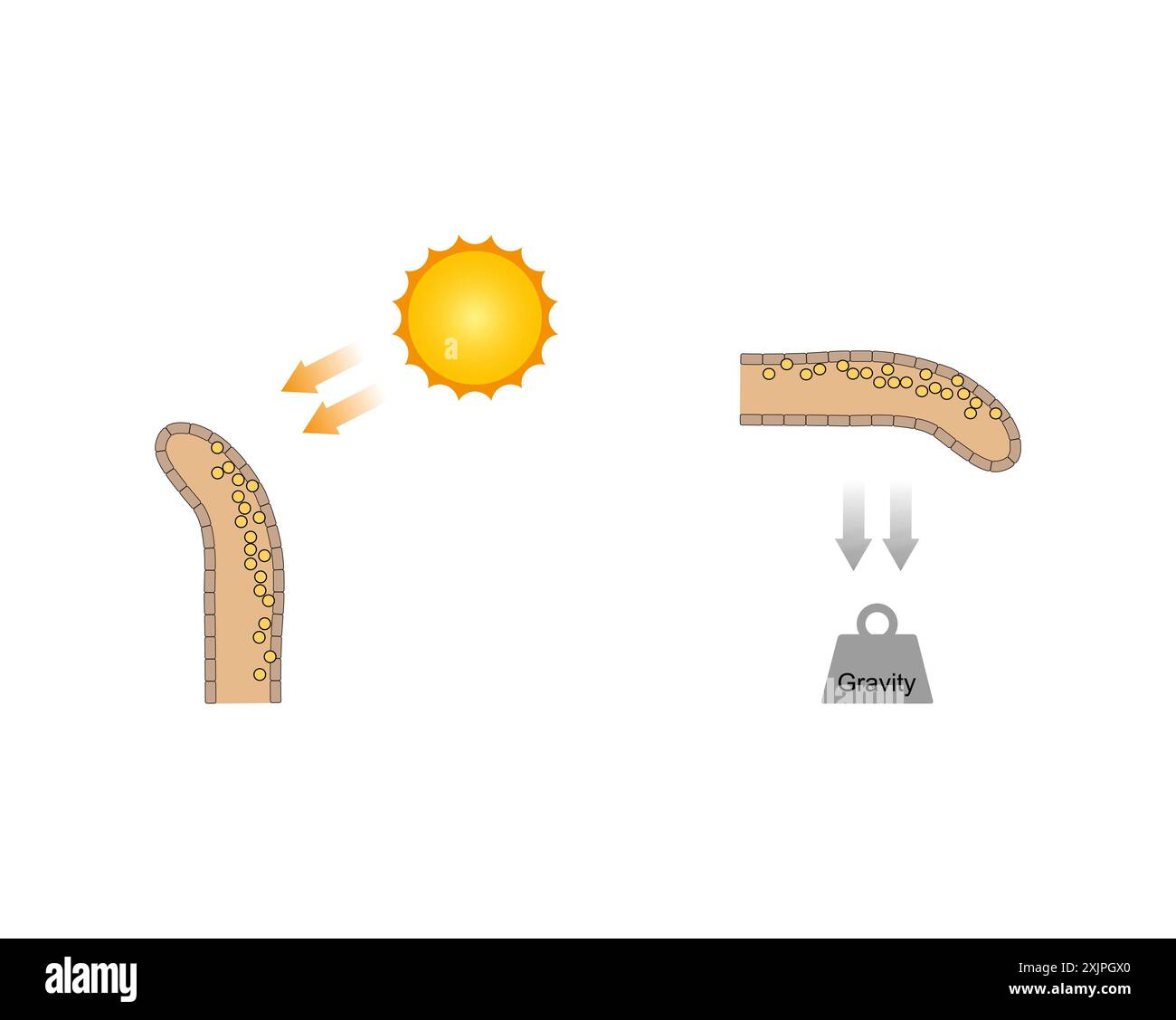 Growth in a plant root, illustration Stock Photo - Alamy