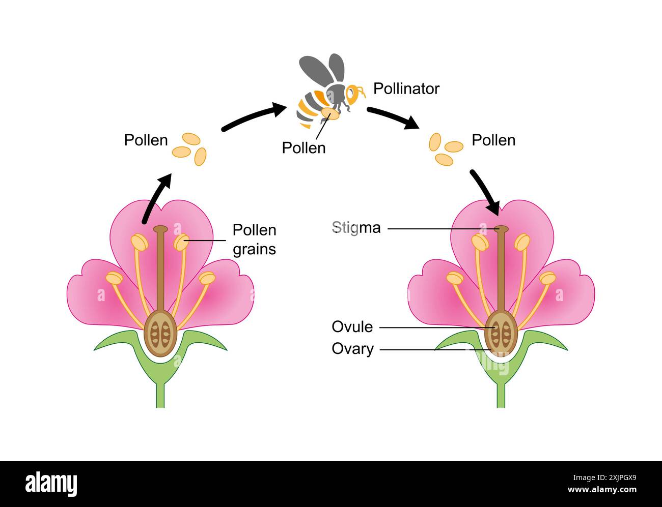 Pollination diagram hi-res stock photography and images - Alamy