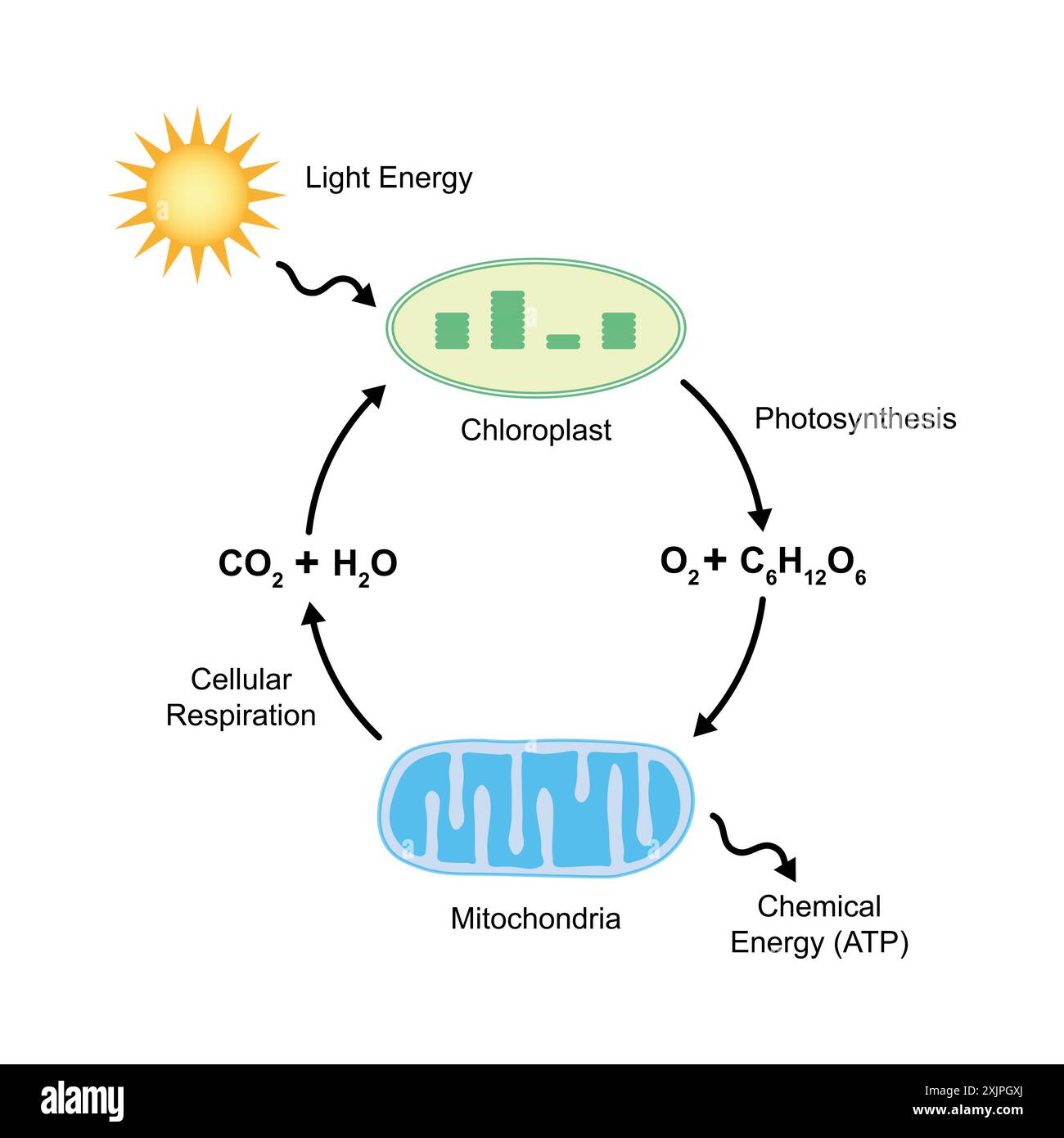 Rate of photosynthesis Cut Out Stock Images & Pictures - Alamy