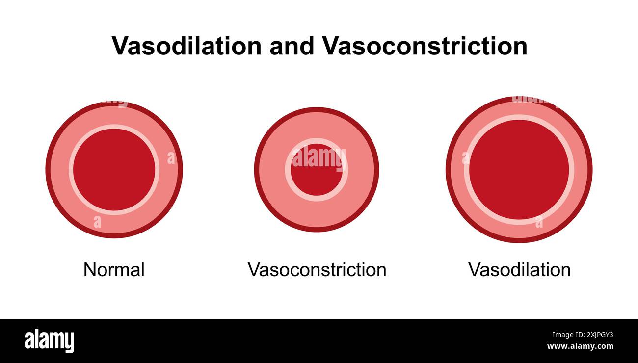 Vasodilation and vasoconstriction, illustration Stock Photo - Alamy