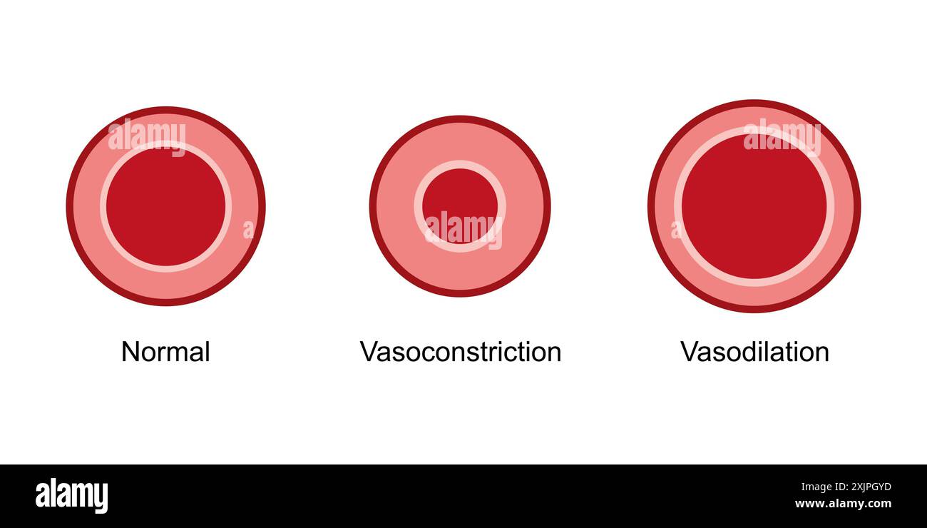 Vasodilation blood vessels Cut Out Stock Images & Pictures - Alamy