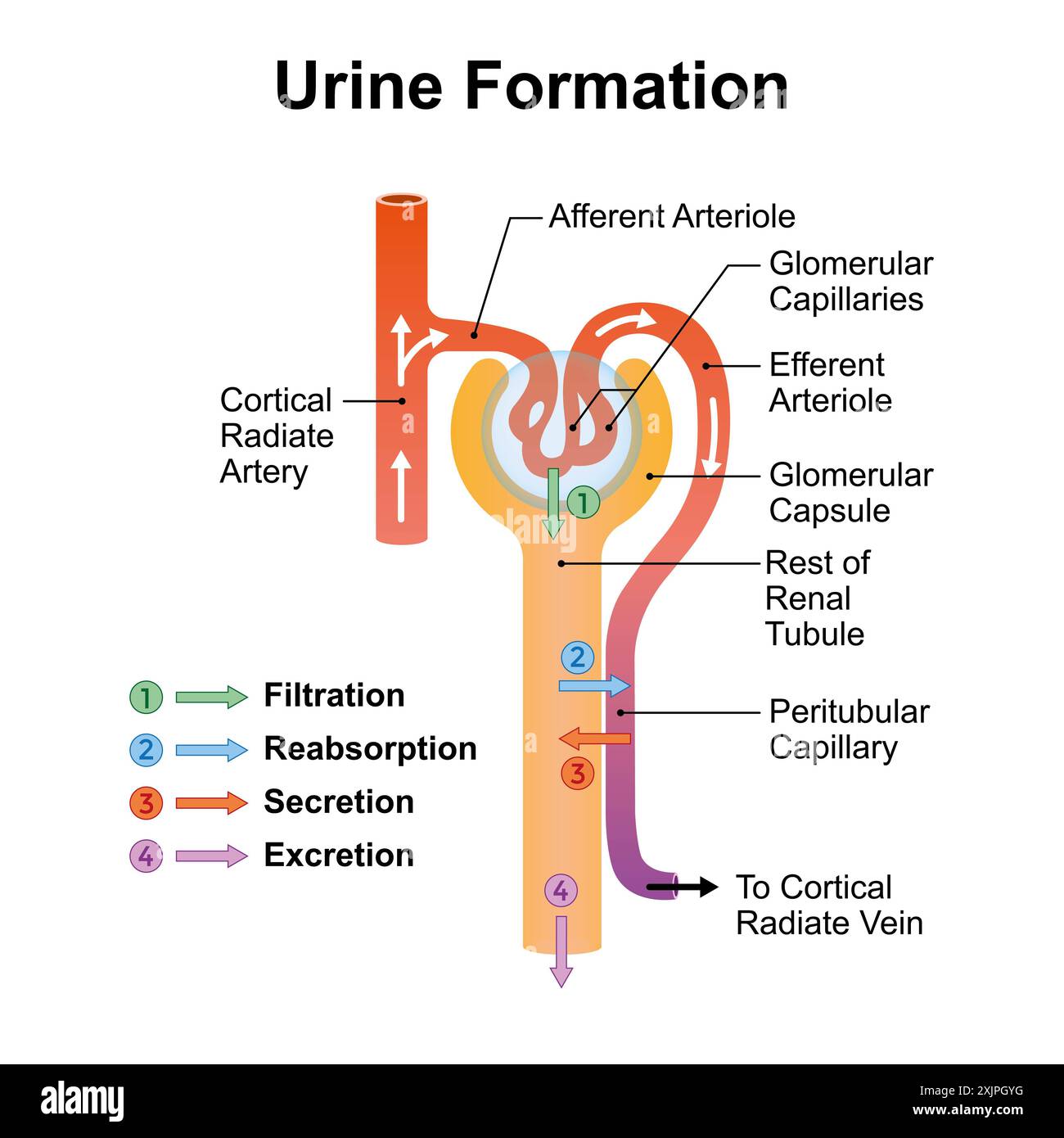 Urine formation, illustration Stock Photo - Alamy
