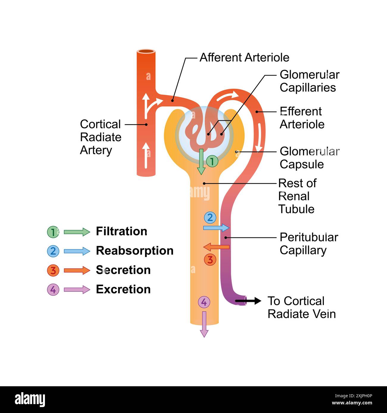 Urine formation, illustration Stock Photo - Alamy