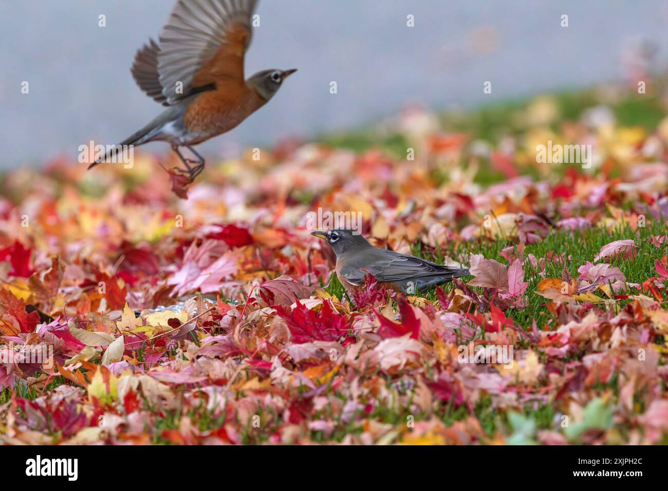 Avian yard hi-res stock photography and images - Alamy