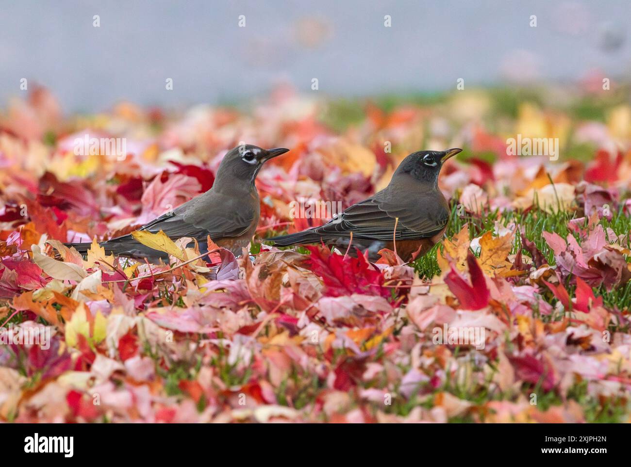 Two American Robin birds stand closely together enveloped by fallen ...