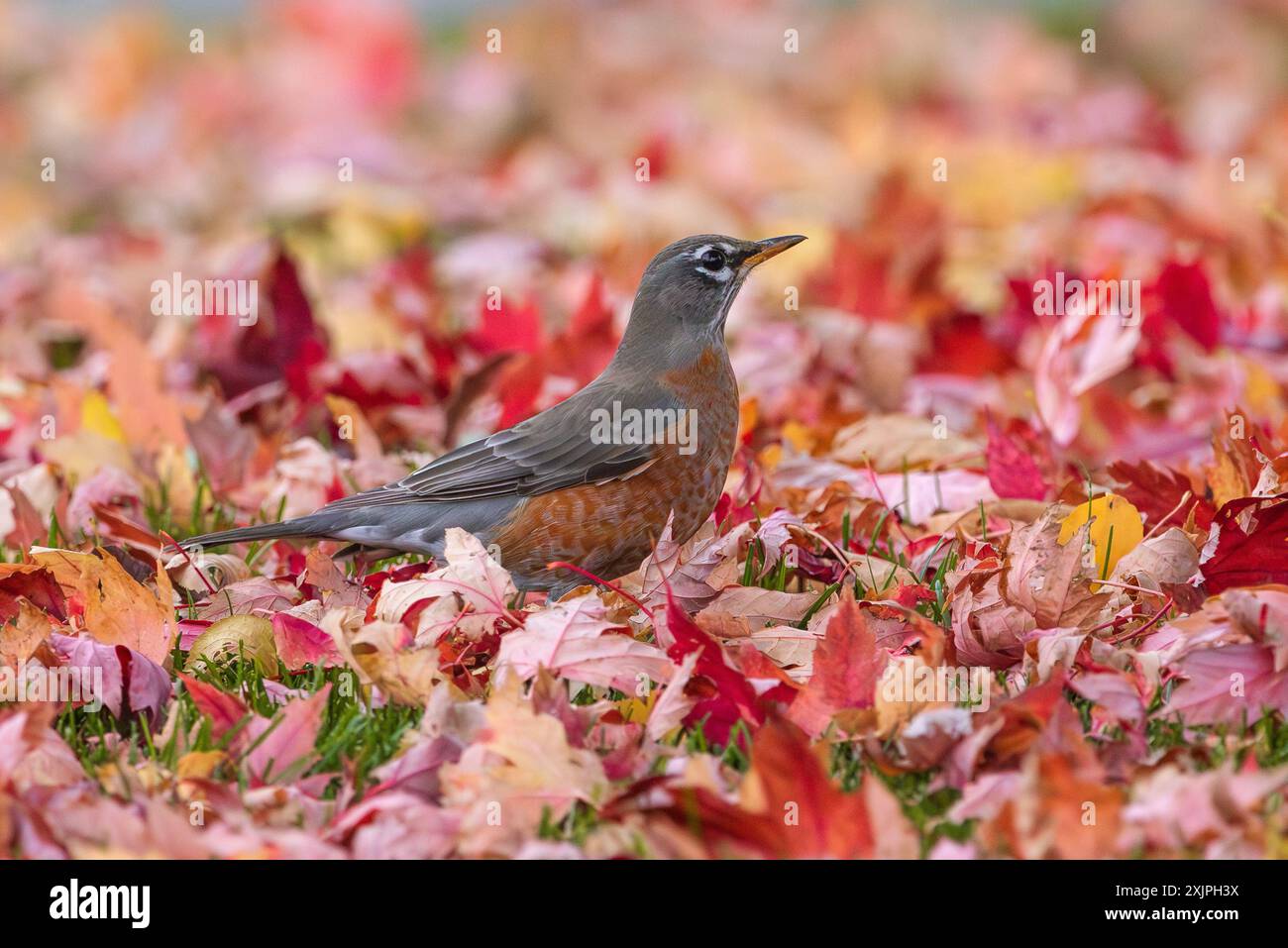 An American Robin close up portrait among colorful Autumn leaves Stock ...