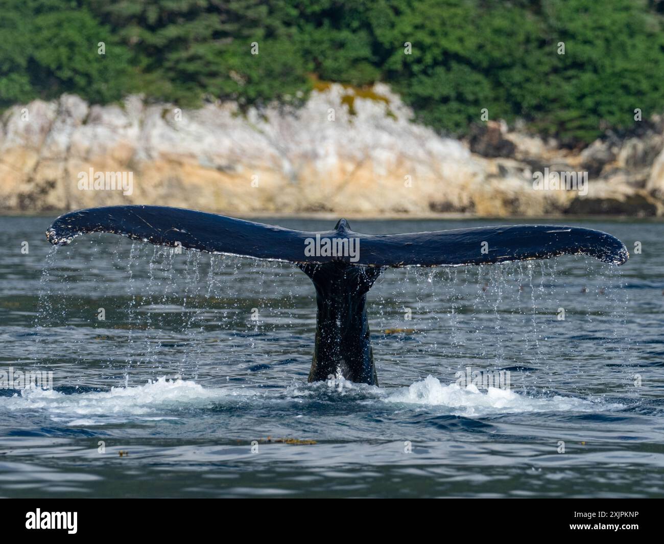 Usa alaska tail humpback hi-res stock photography and images - Alamy
