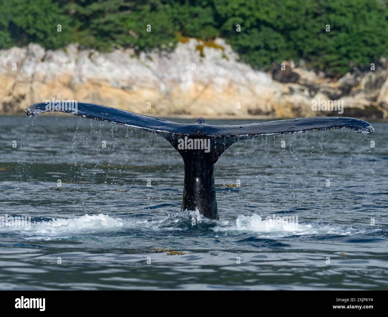 Humpback whale, Megaptera novaeangliae, tail Inian Islands, Southeast ...