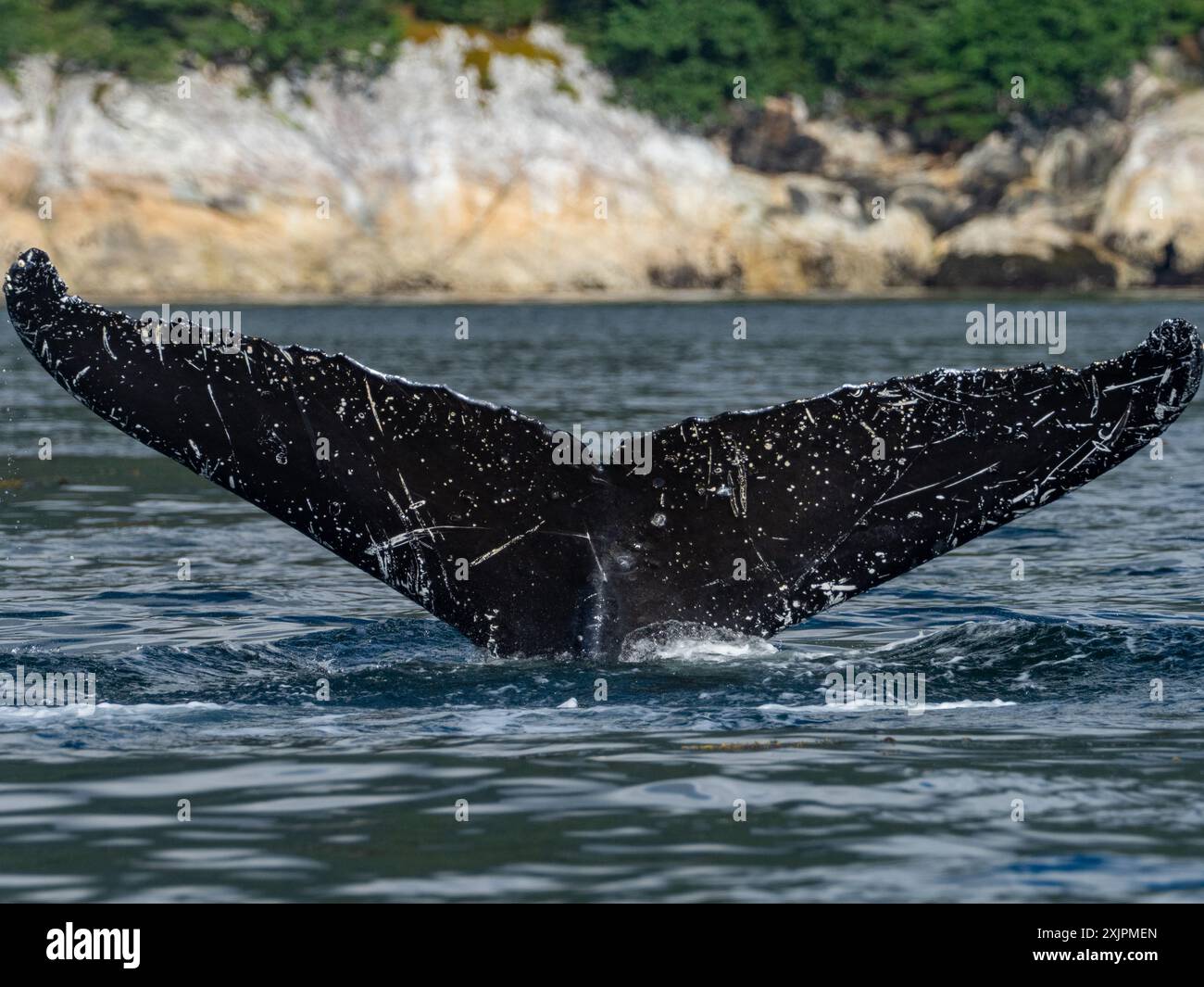 Whale inian islands alaska hi-res stock photography and images - Alamy