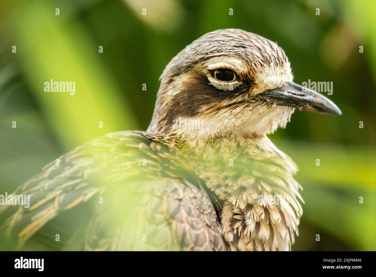 The bush stone-curlew or bush thick-knee is a large, ground-dwelling ...