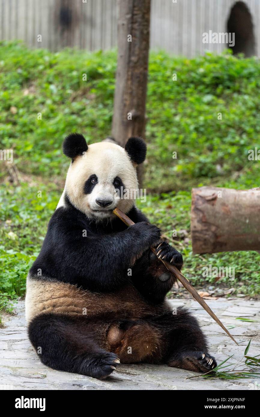 Hunandaoxian. 19th July, 2024. Giant panda Fu Bao eats bamboo shoots at ...