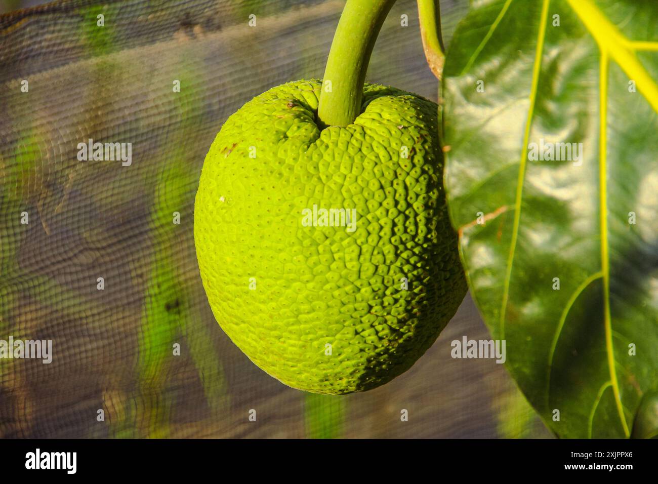 Breadfruit slice hi-res stock photography and images - Alamy