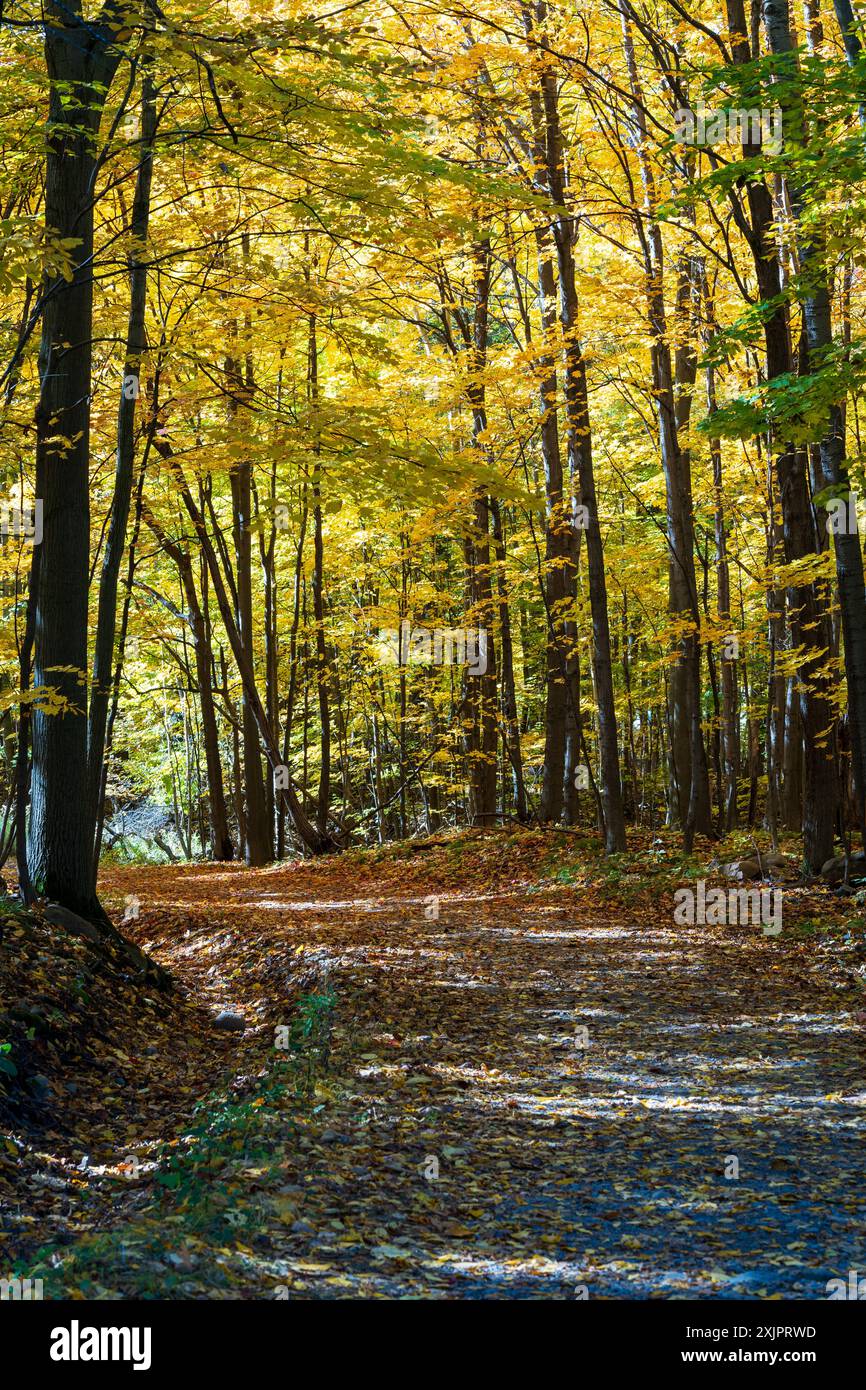 Forest trail with fall foliage in Mont-Saint-Bruno National Park ( Parc national du Mont-Saint ...