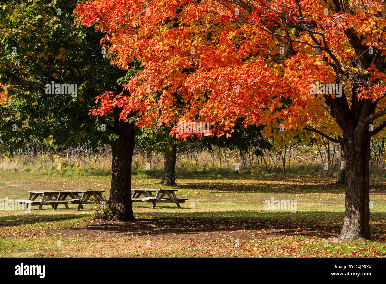 Fall foliage in Mont-Saint-Bruno National Park ( Parc national du Mont-Saint-Bruno ), maples ...
