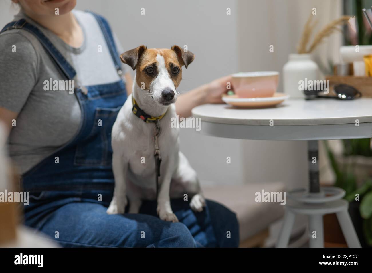 Jack Russell Terrier sitting on the lap of the owner in a cafe ...