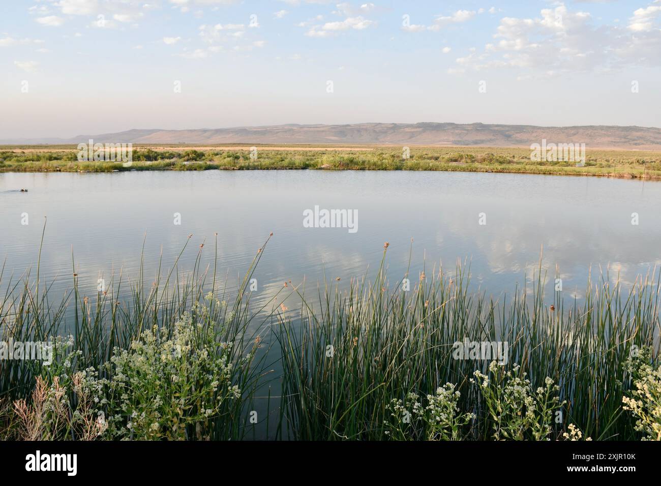 View across a natural lake at Crystal Crane Hot Springs near Burns ...