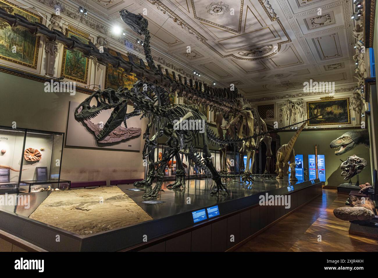 Dinosaur skeletons displayed The Museum of Natural History Stock Photo ...