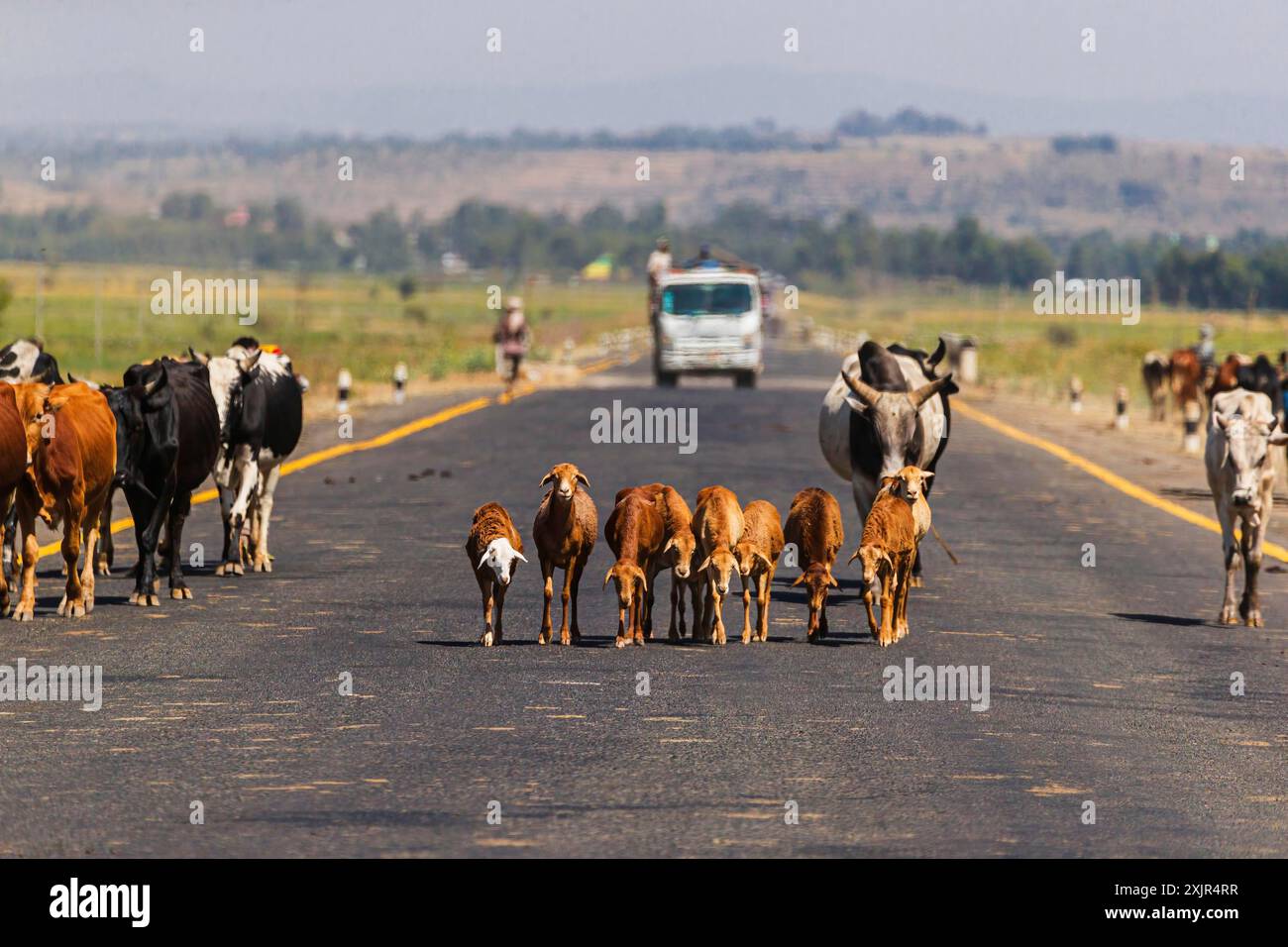Ethiopian animals hi-res stock photography and images - Alamy