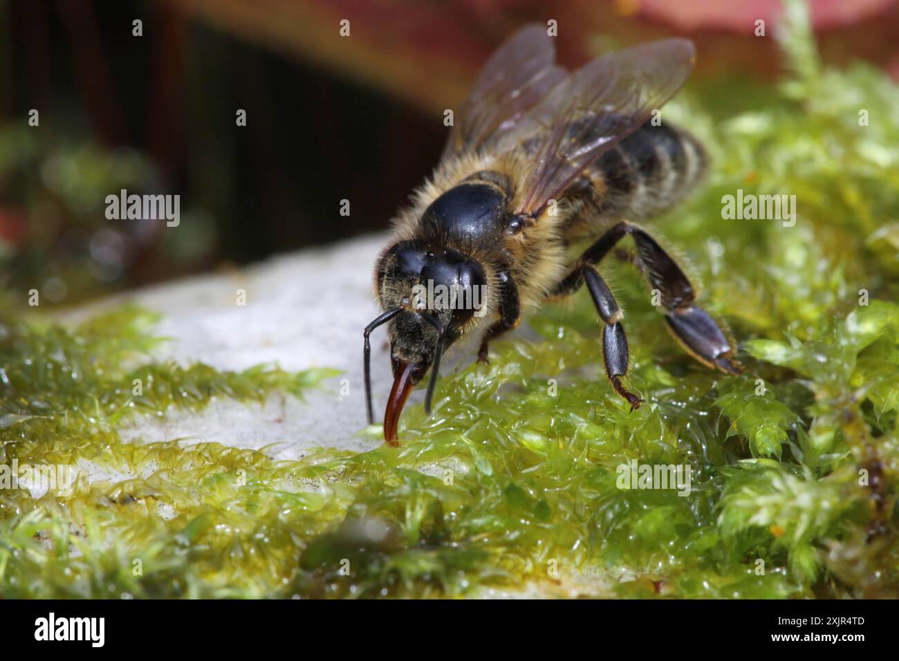 Wet honey bee hi-res stock photography and images - Alamy