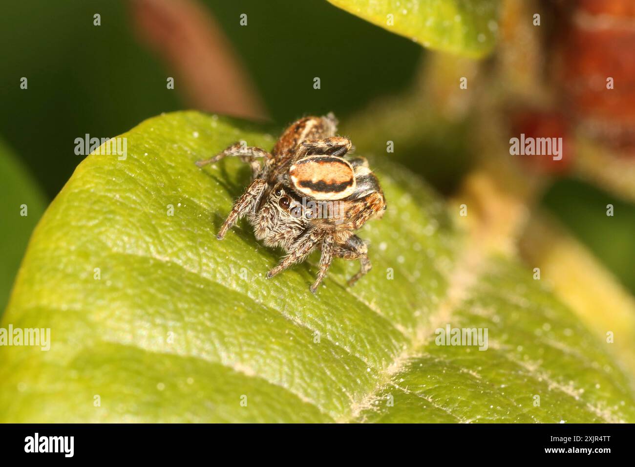 Mating of jumping spiders Stock Photo - Alamy