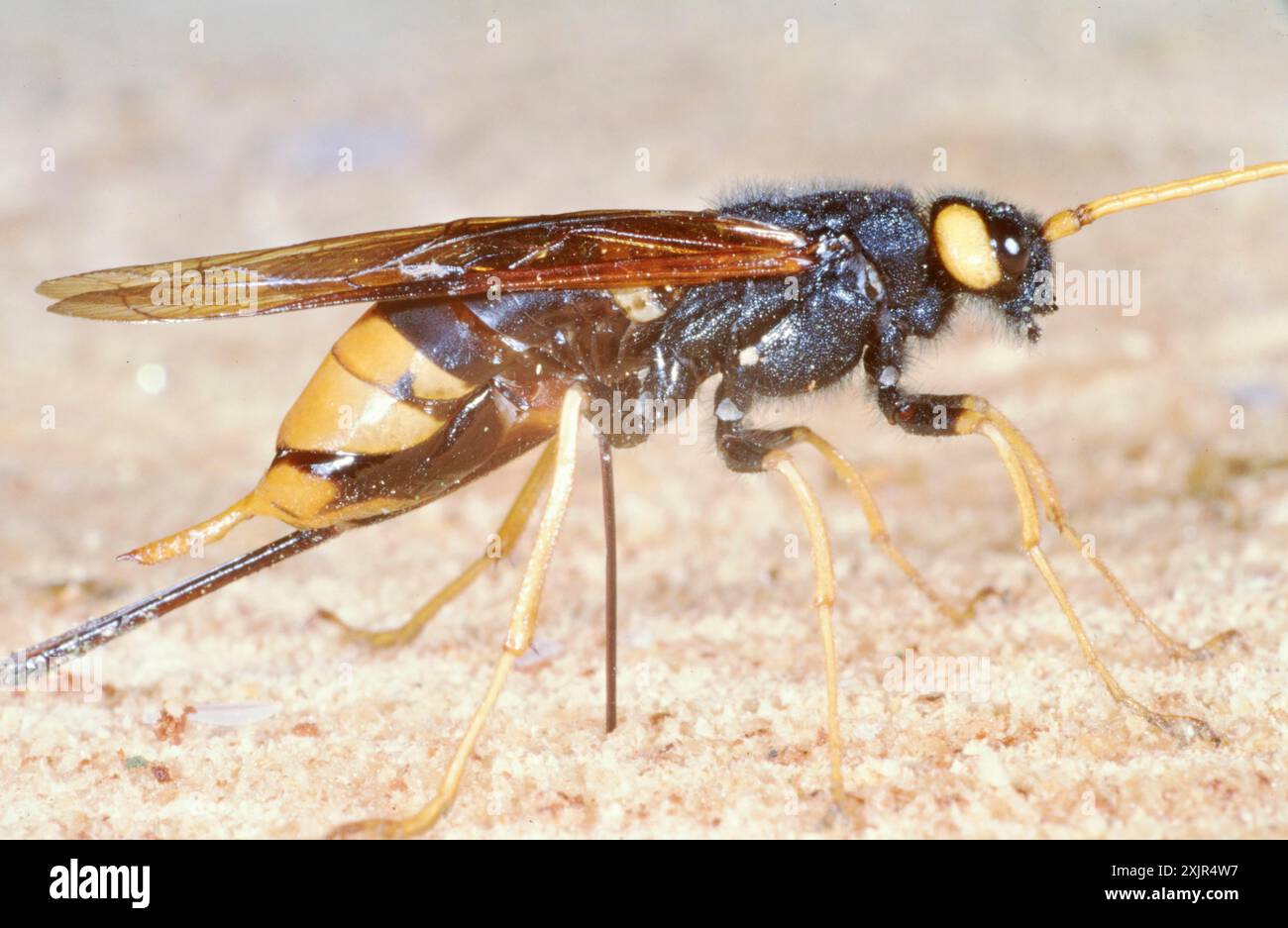 Giant wood wasp laying eggs Stock Photo - Alamy