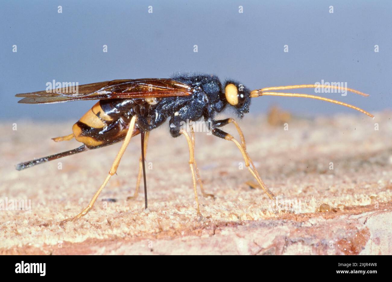 Giant wood wasp laying eggs Stock Photo - Alamy