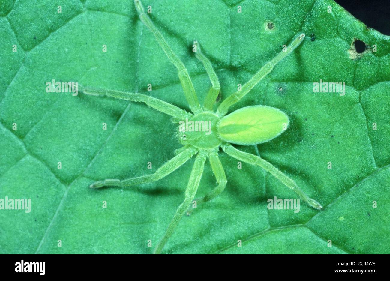 German huntsman hi-res stock photography and images - Alamy