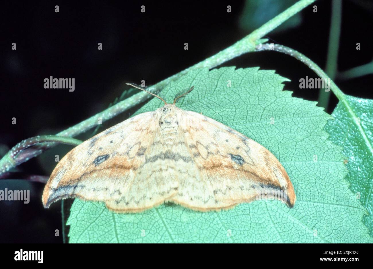 Sickle moth, drepana falcataria Stock Photo - Alamy