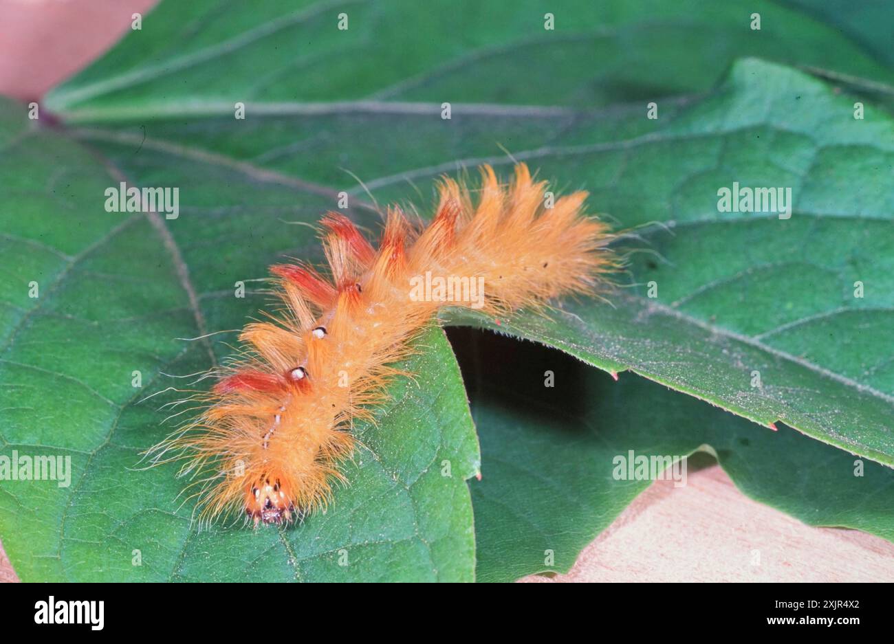 Caterpillar of the maple owl Stock Photo - Alamy
