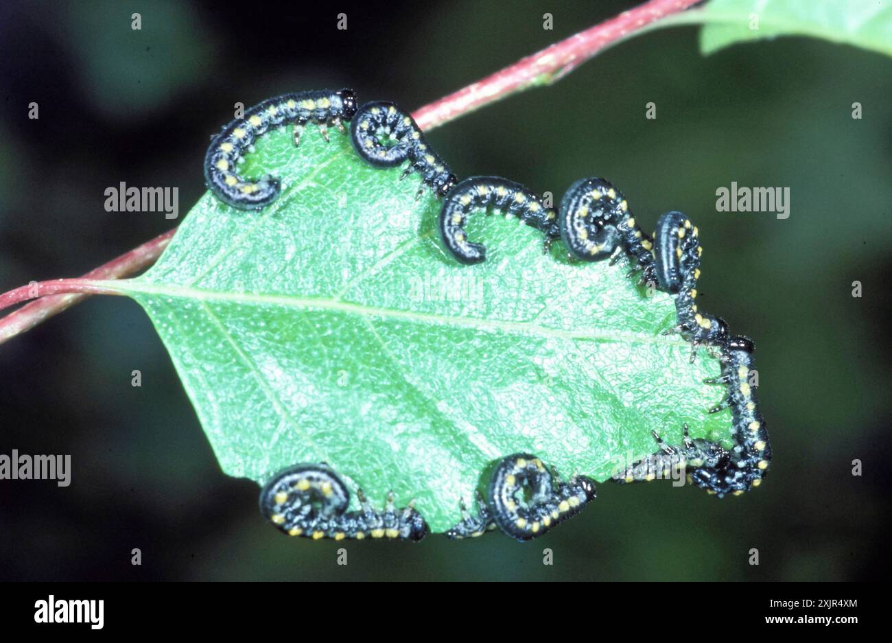 Leaf wasp larvae on birch leaves Stock Photo - Alamy
