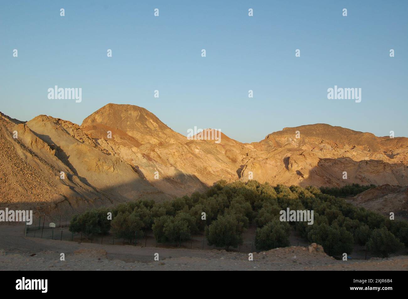 Sunrise over a tract of farmed trees in a valley on Sir Bani Yas island ...