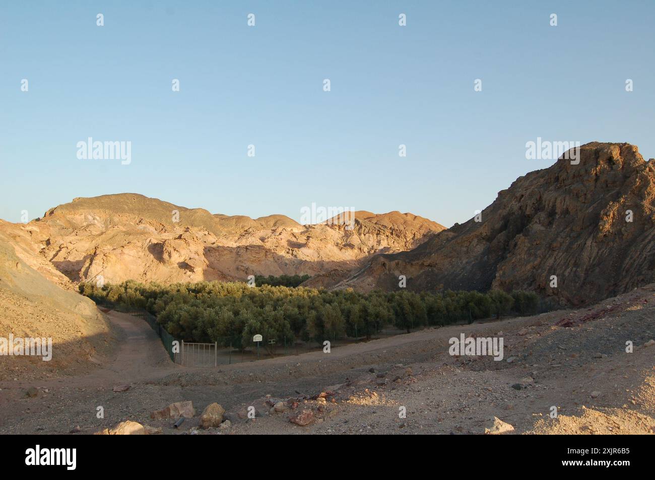 Sunrise over a tract of farmed trees in a valley on Sir Bani Yas island ...