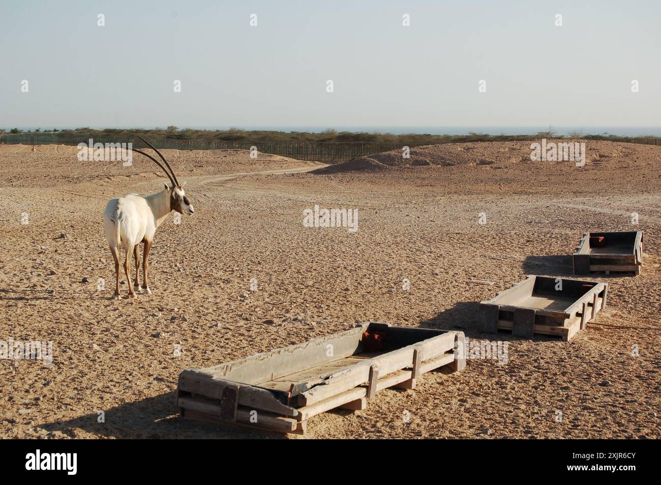 National animal of the united arab emirates hi-res stock photography ...