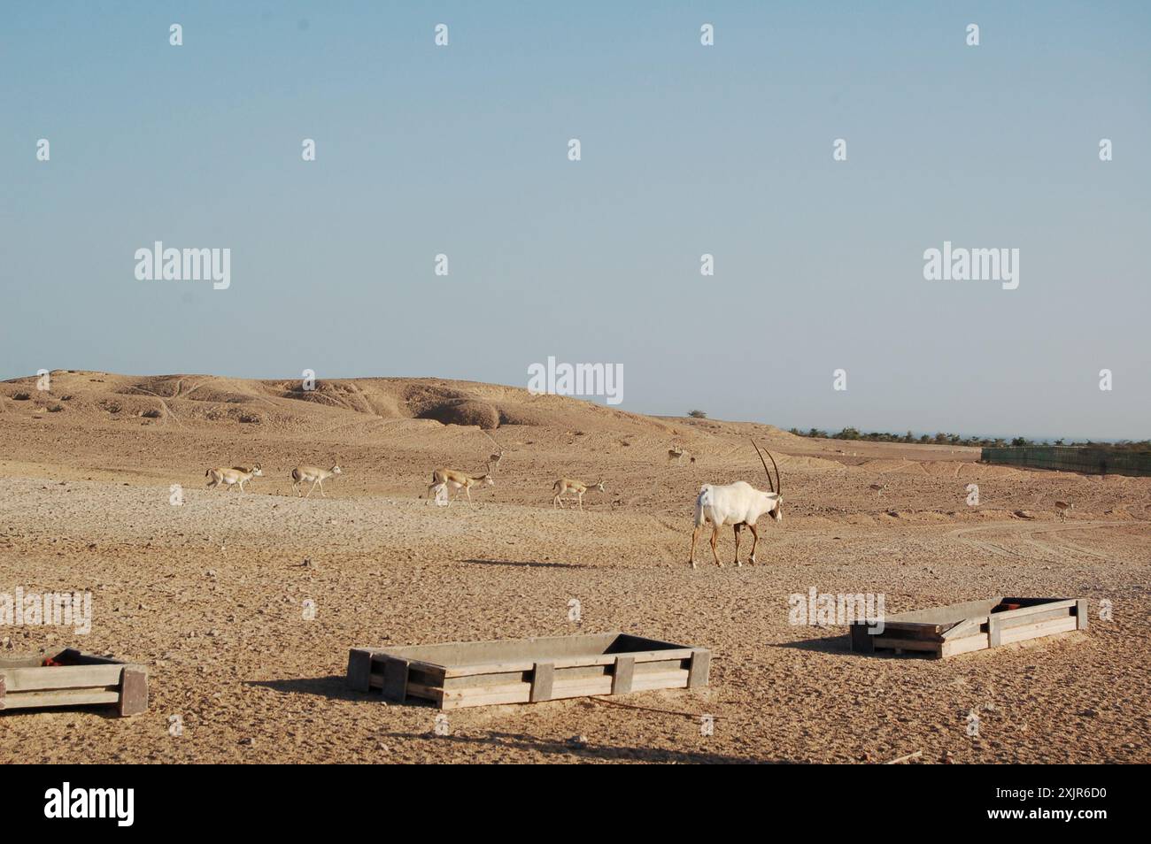 An Arabian oryx, the national animal of the United Arab Emirates and ...