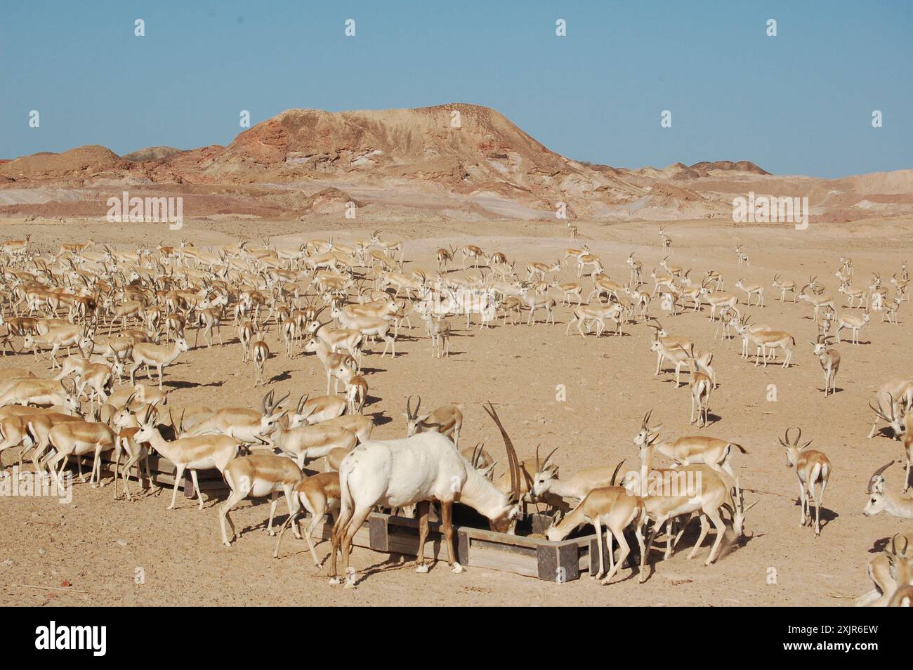 Salt dome abu dhabi hi-res stock photography and images - Alamy