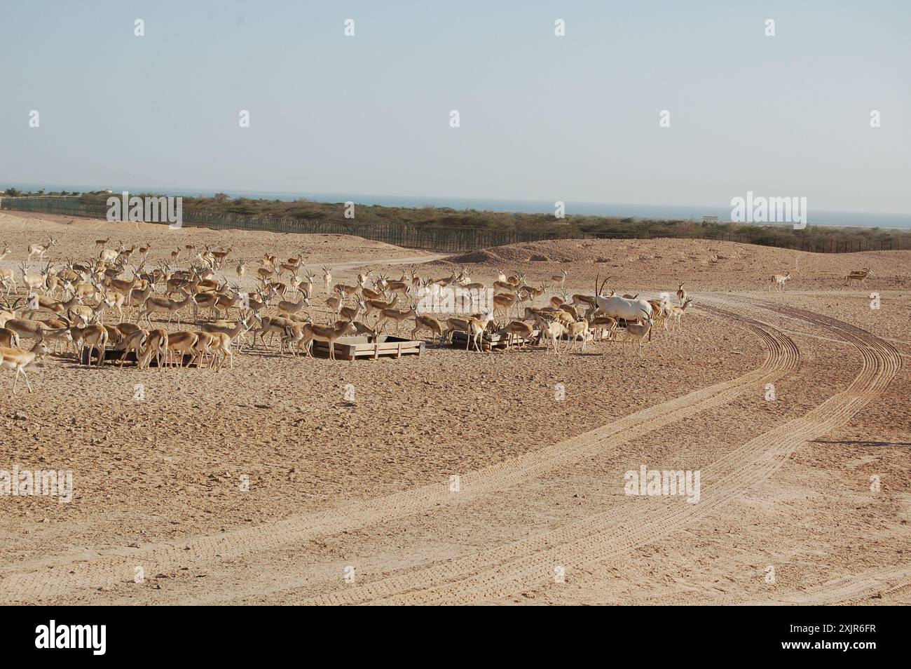 Salt dome abu dhabi hi-res stock photography and images - Alamy