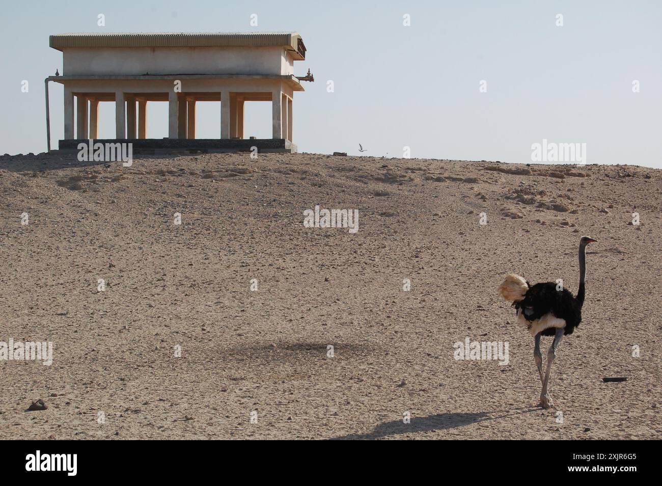 An ostrich mirrors a water tower on a National Geographic wildlife ...