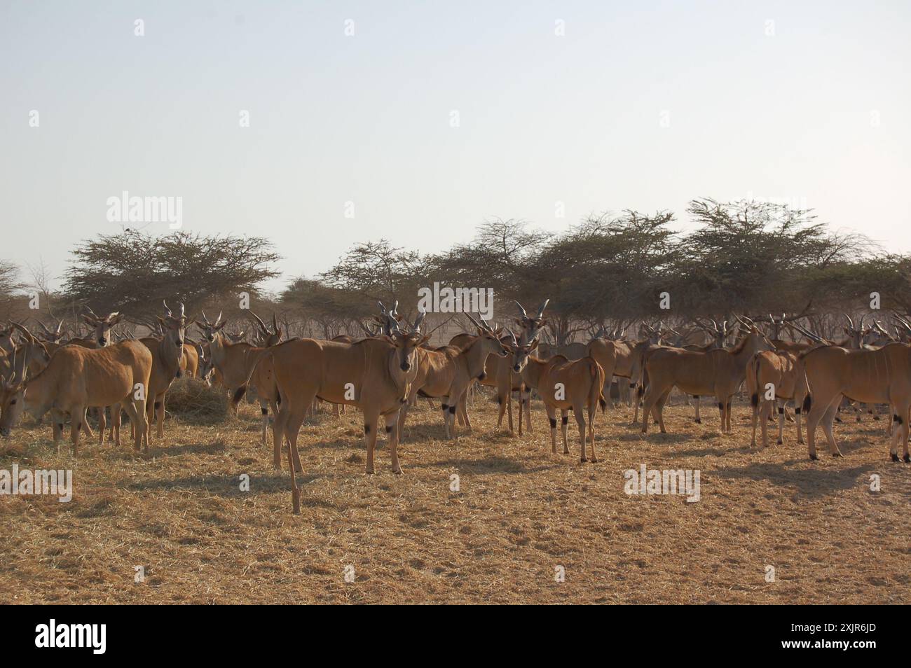 A herd of eland antelope feeding in an enclosure at a wildlife ...