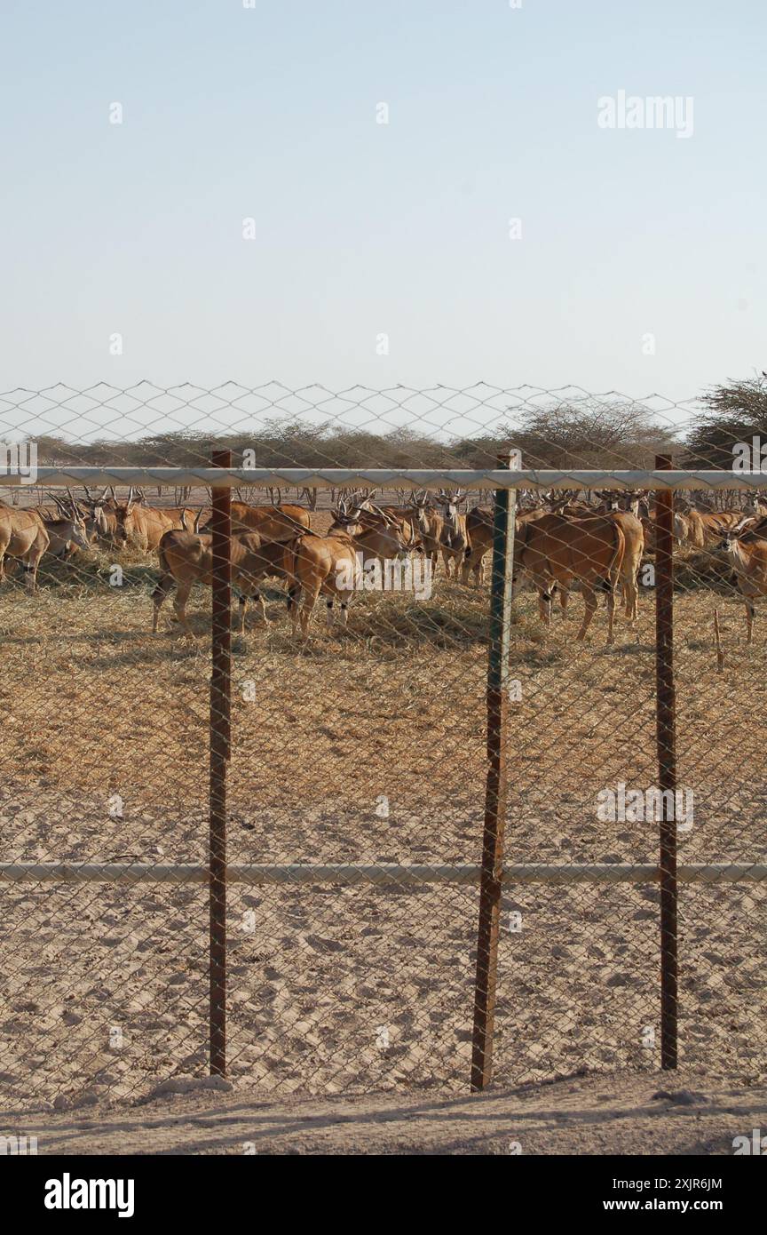A herd of eland antelope seen through a fence at an enclosure at a ...