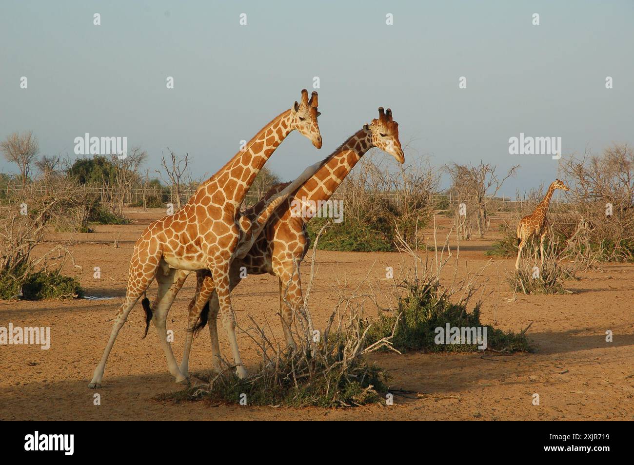 An adorable pair of giraffes display human like behaviour at a wildlife ...