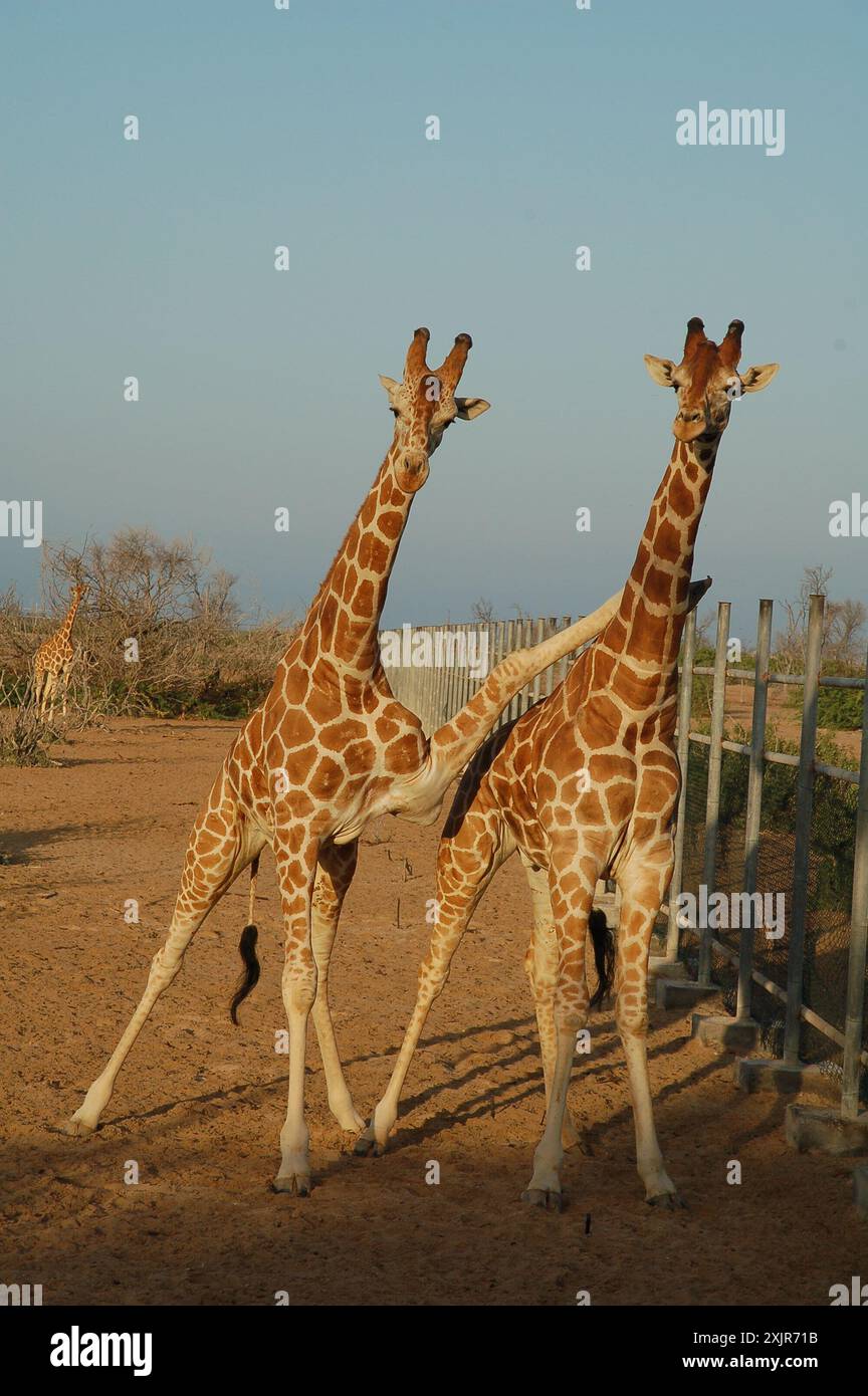 An adorable pair of giraffes display human like behaviour at a wildlife ...